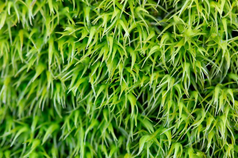 Free Stock Photo of Lush green moss texture close-up | Download Free ...