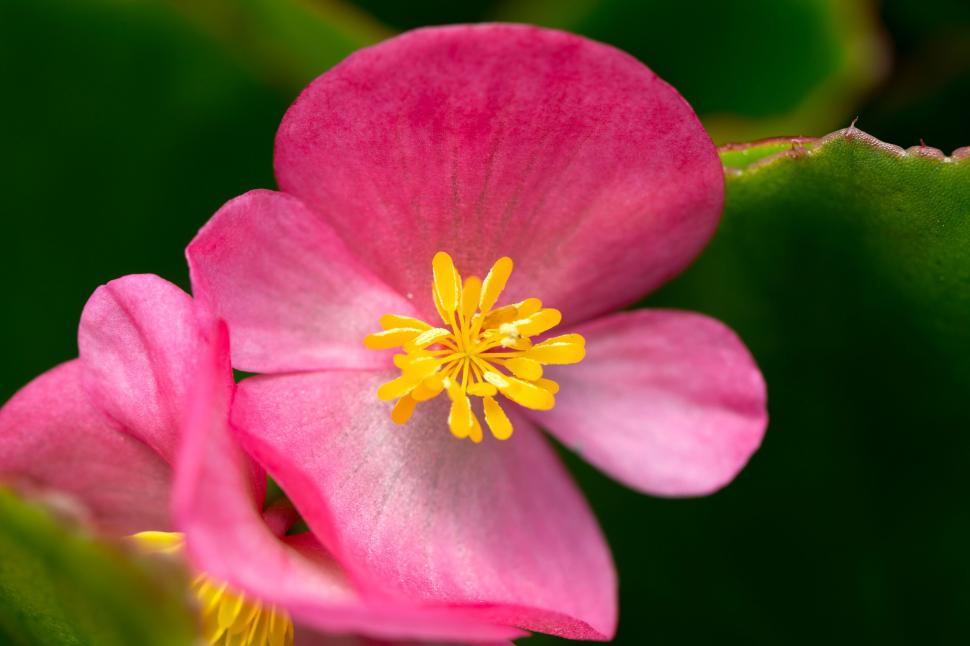 Pink Stamens Plain Stamen Medium Pink