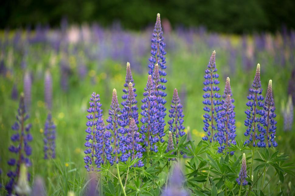 Free Stock Photo of Vibrant purple lupine flowers in bloom | Download ...