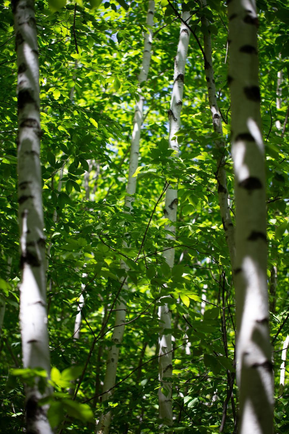 Free Stock Photo of Birch trees forest in sunlight | Download Free ...