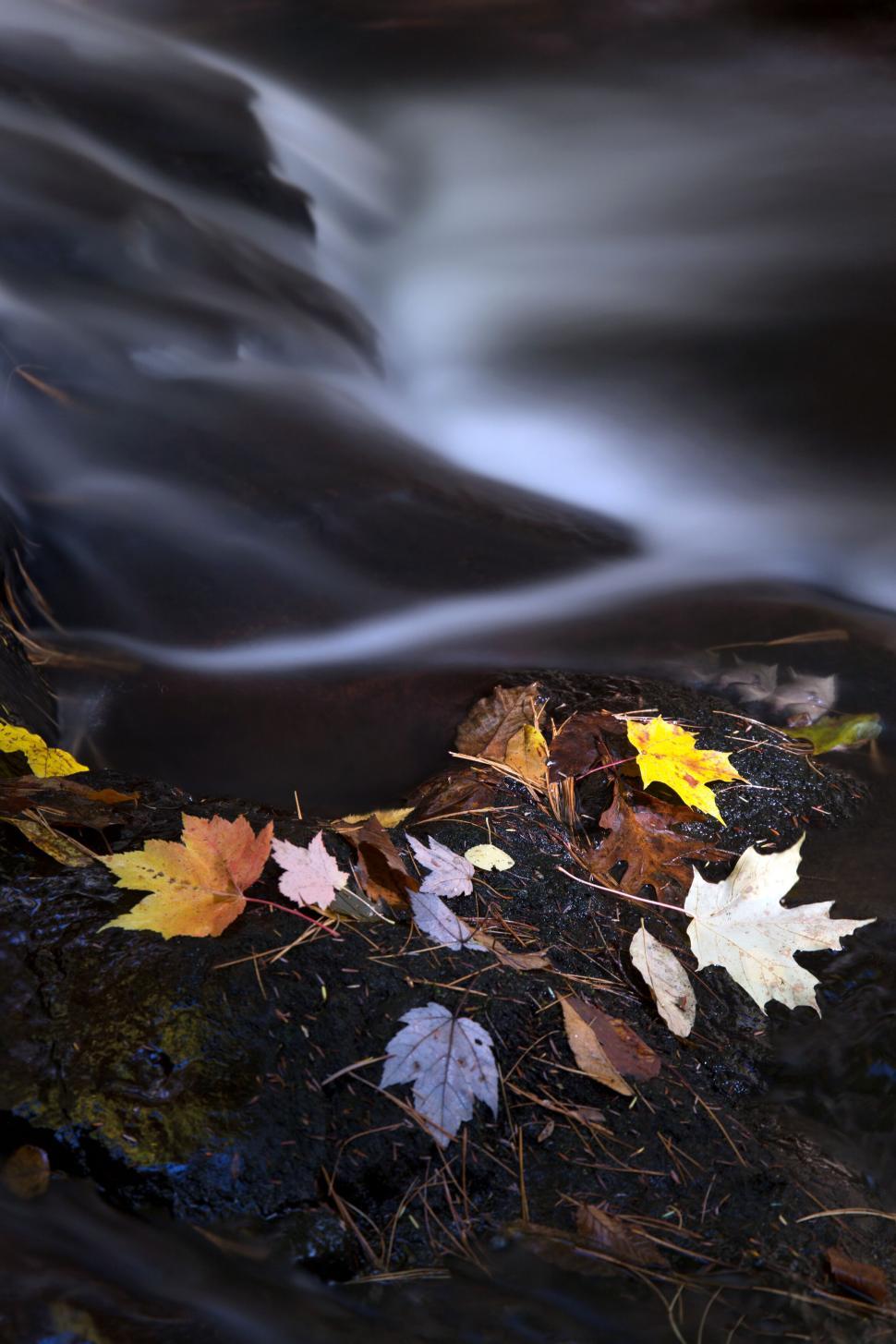 Free Stock Photo of Stream water flowing over colorful leaves ...