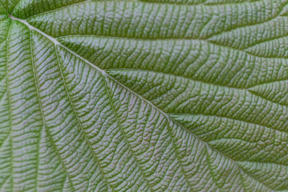 Free Stock Photo of Macro View of Leaf Veins and Patterns | Download ...