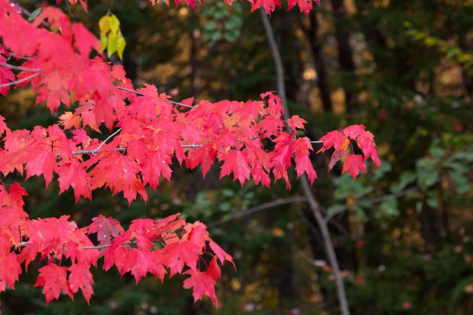 Free Stock Photo of Red autumn leaves on a tranquil forest path ...