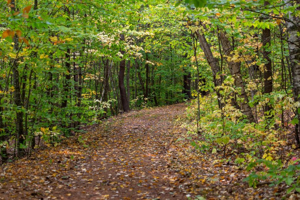 Free Stock Photo of Tranquil forest path in early autumn | Download ...