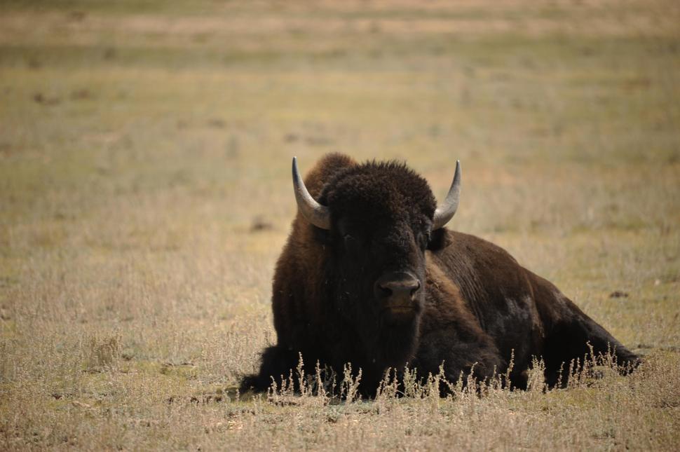 Free Stock Photo of Bison | Download Free Images and Free Illustrations
