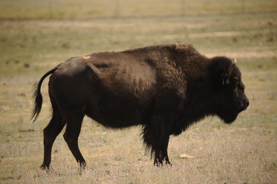 Free Stock Photo of Bison | Download Free Images and Free Illustrations