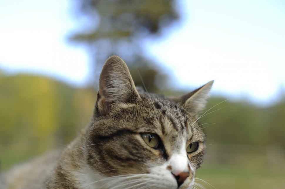 Free Stock Photo of Cat | Download Free Images and Free Illustrations