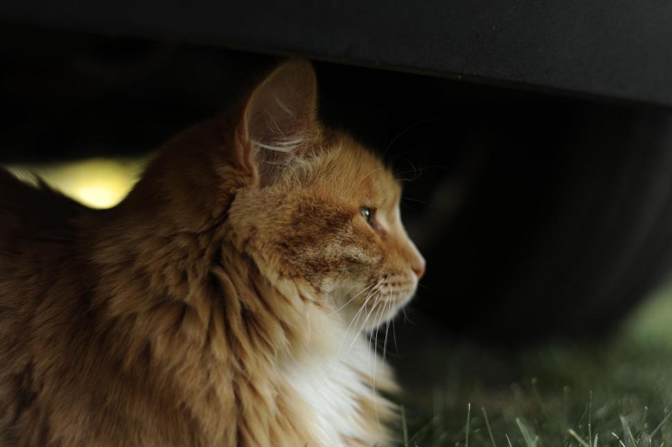 Free Stock Photo of Cat | Download Free Images and Free Illustrations