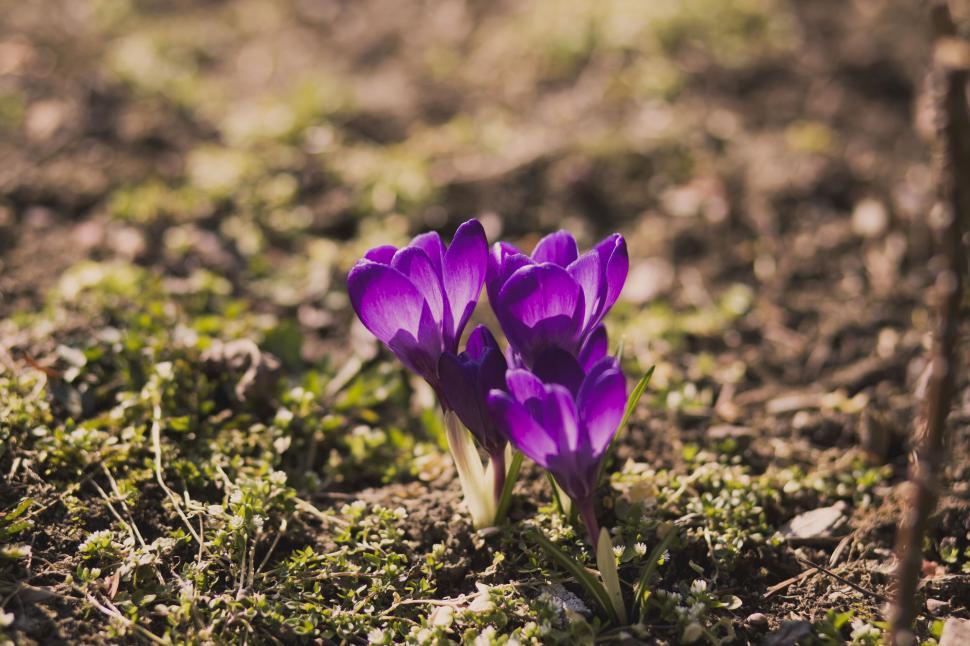 Free Stock Photo of Purple crocuses blooming in early spring | Download ...