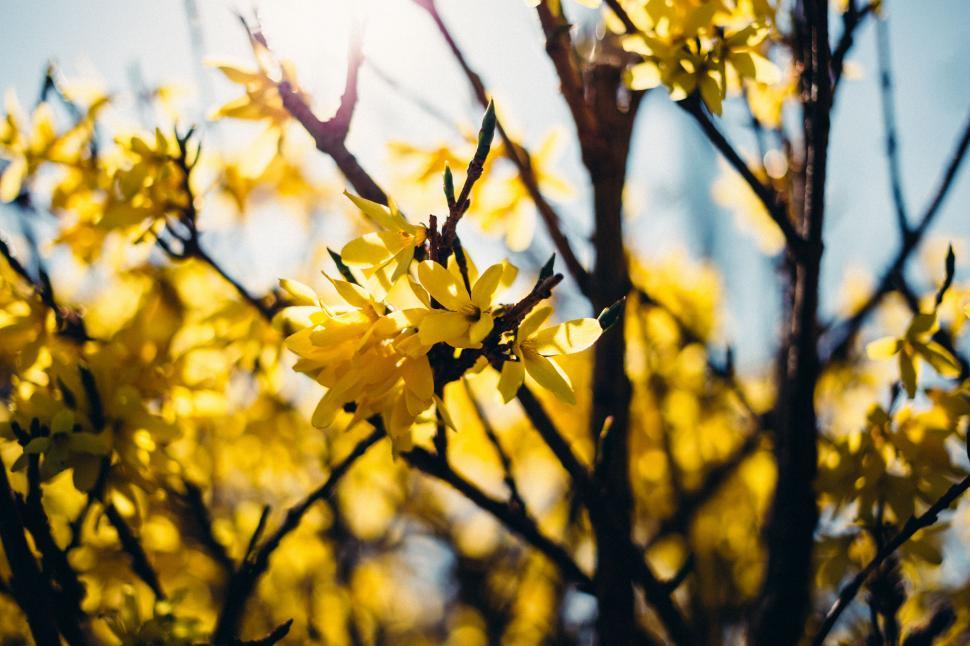 Free Stock Photo of Vibrant yellow forsythia flowers blooming ...