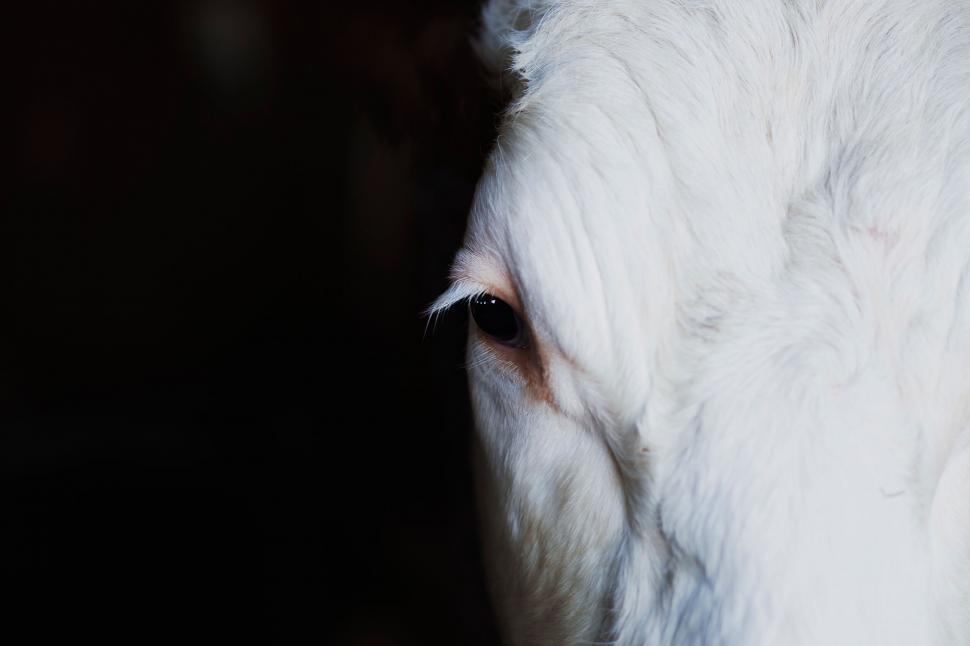 Free Stock Photo of Close-up of a white goat s eye | Download Free ...