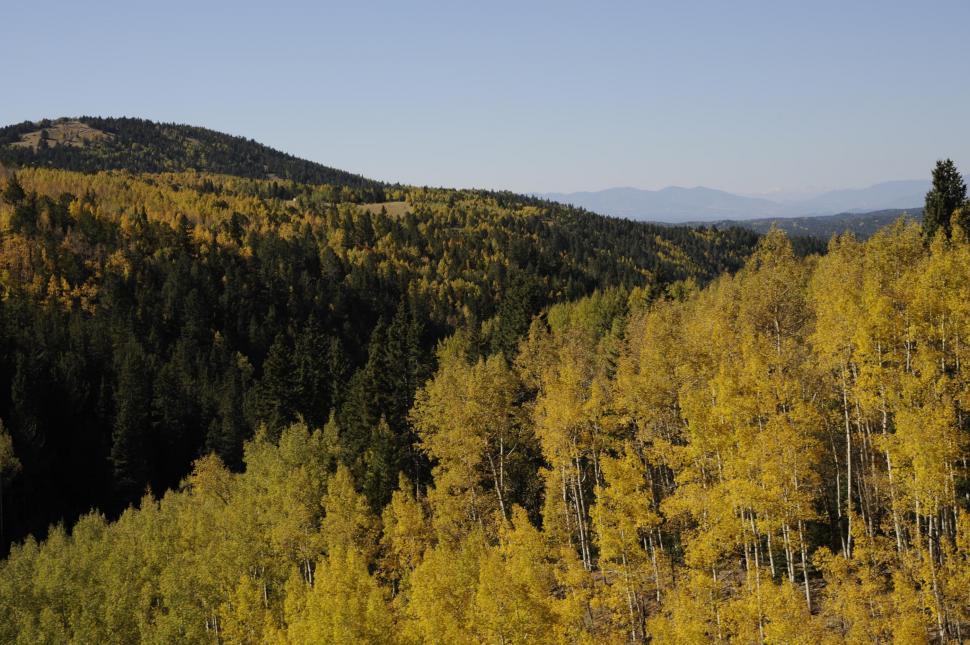Free Stock Photo of Trees on Mountains | Download Free Images and Free ...