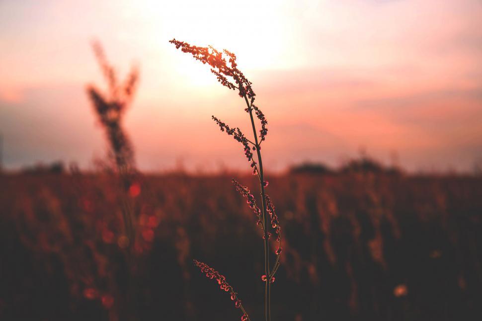 Free Stock Photo of Sunset over grassy field with dew drops | Download ...