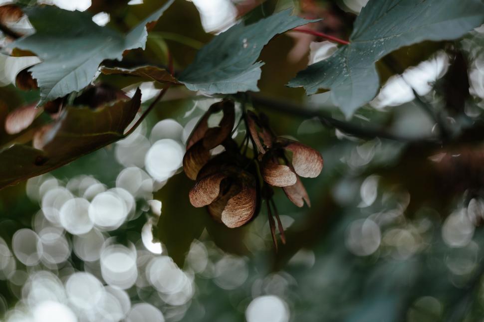 Free Stock Photo of Seed pods on tree with bokeh effect | Download Free ...
