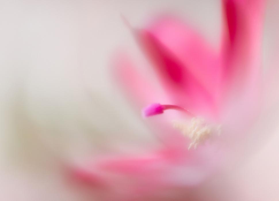 Free Stock Photo of Abstract pink flower reflecting tenderness concept ...