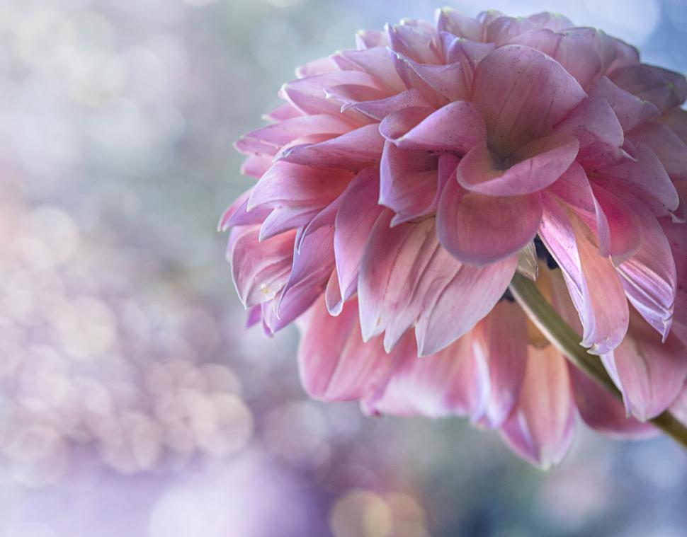 Free Stock Photo of Soft Pink Dahlia Flower with Dew Drops | Download ...