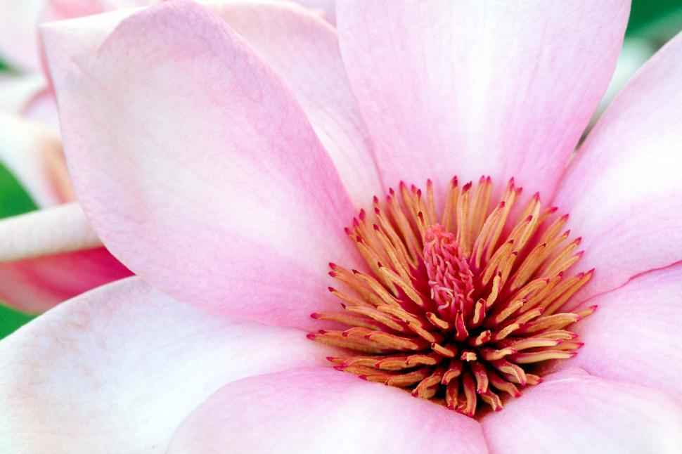 Free Stock Photo of Open flower bloom | Download Free Images and Free ...