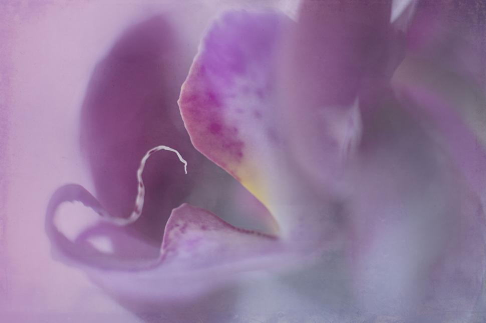 Free Stock Photo of Abstract orchid flower in a purple haze | Download ...