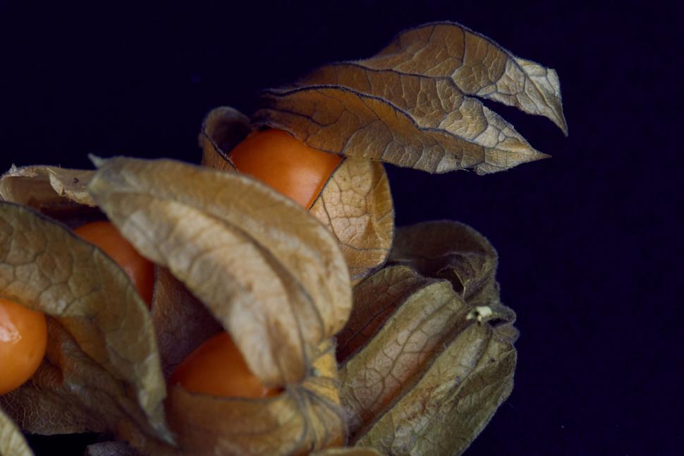 Free Stock Photo of Close-up of physalis fruit in husks | Download Free ...