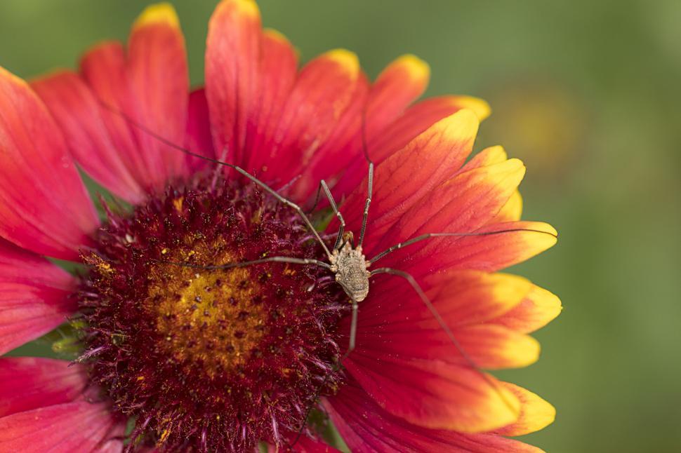 Free Stock Photo of Insect on vibrant red and yellow flower | Download ...