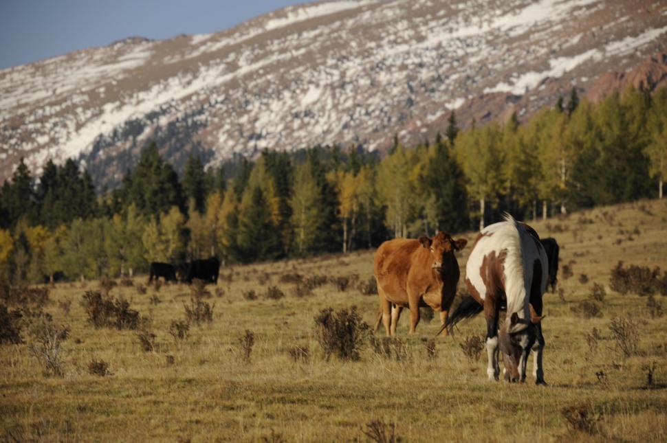 Free Stock Photo of Foothills Ranch in the daylight | Download Free ...