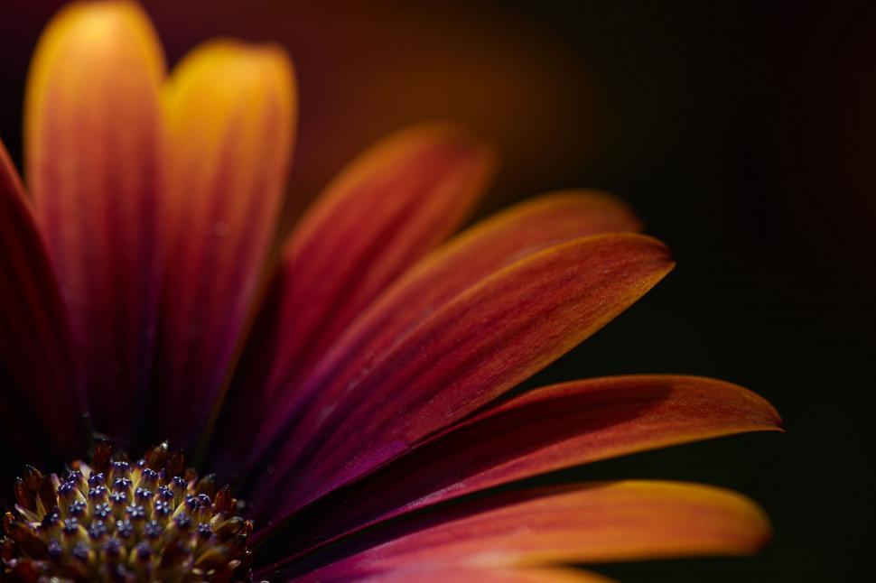 Free Stock Photo of Macro image of a deep red daisy petal texture ...