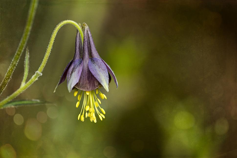 Free Stock Photo of Purple bell-shaped flower with yellow stamen ...