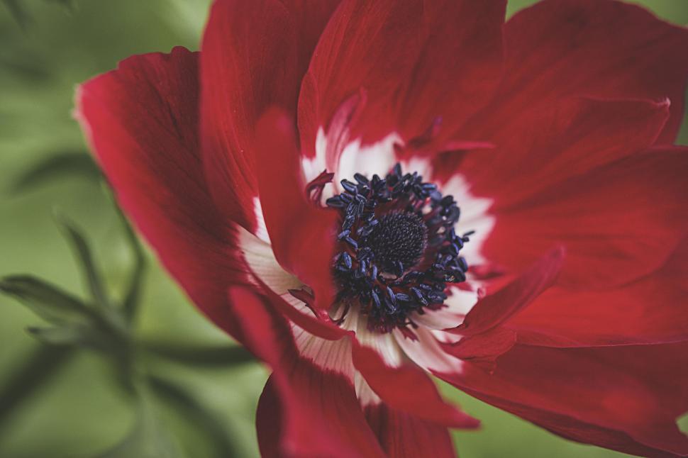 Free Stock Photo of Detailed red anemone flower close-up | Download ...
