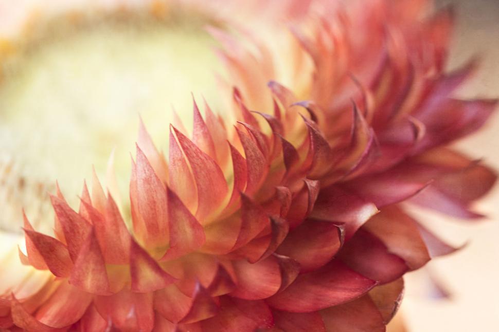 Free Stock Photo of Pink multilayer textured flower detail | Download ...