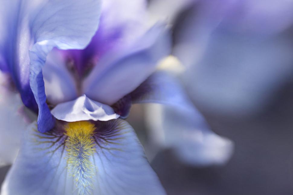 Free Stock Photo of Delicate purple iris in soft focus | Download Free ...