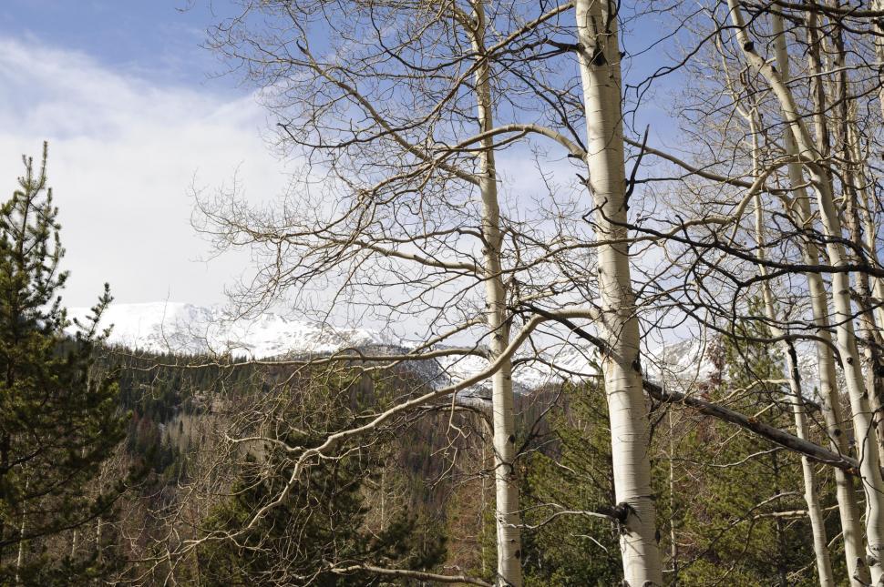 Free Stock Photo of Dry tree | Download Free Images and Free Illustrations