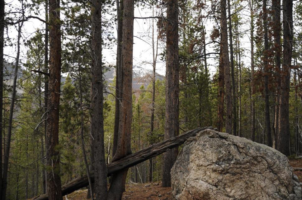 Free Stock Photo of Fallen Tree | Download Free Images and Free ...