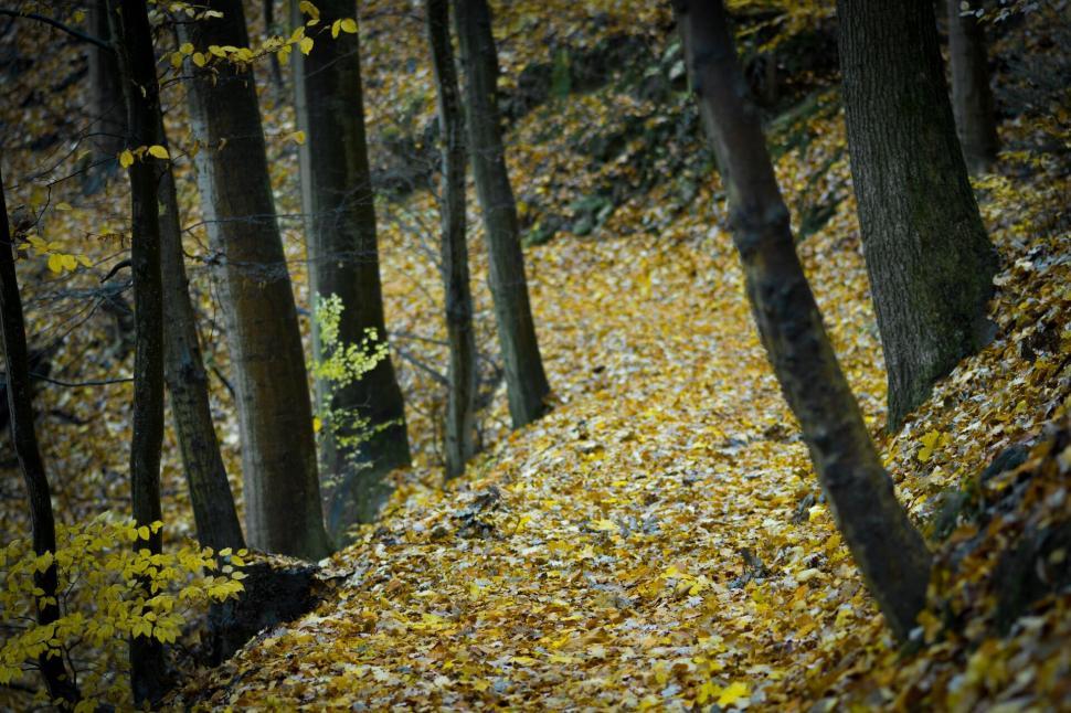 Free Stock Photo of Autumn forest pathway covered with leaves ...