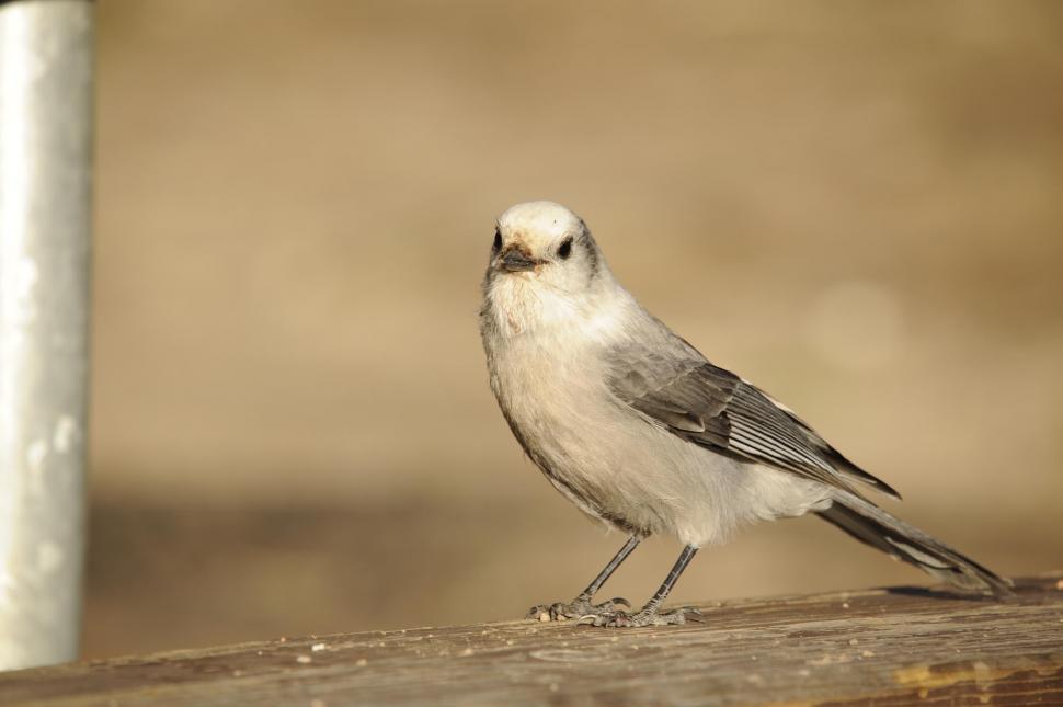 Free Stock Photo of Bird | Download Free Images and Free Illustrations