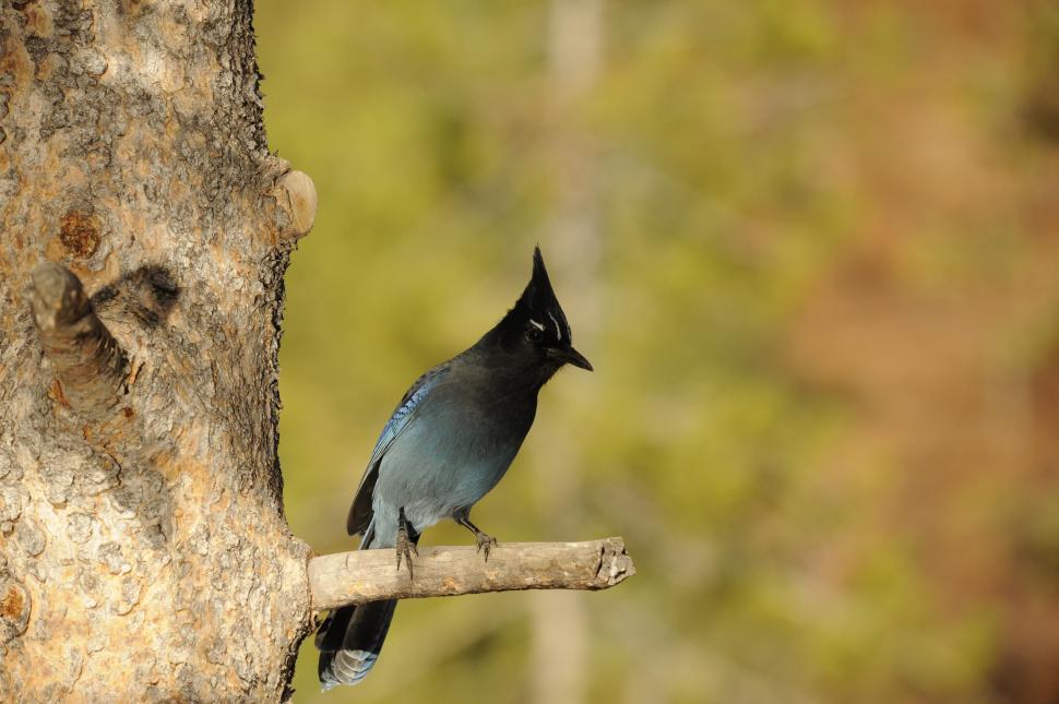 Free Stock Photo of One Blue Jay Bird | Download Free Images and Free ...
