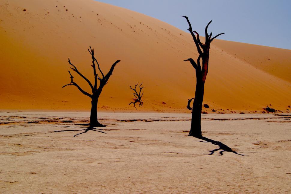Free Stock Photo of Dead trees against desert dune backdrop | Download ...