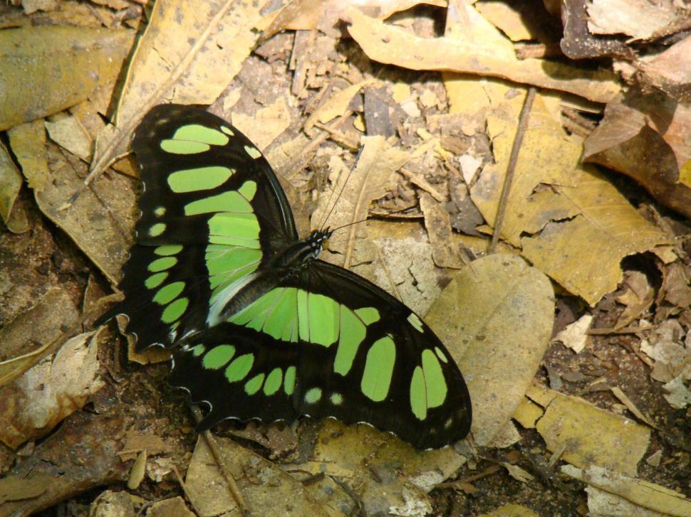 Free Stock Photo of Butterfly | Download Free Images and Free Illustrations