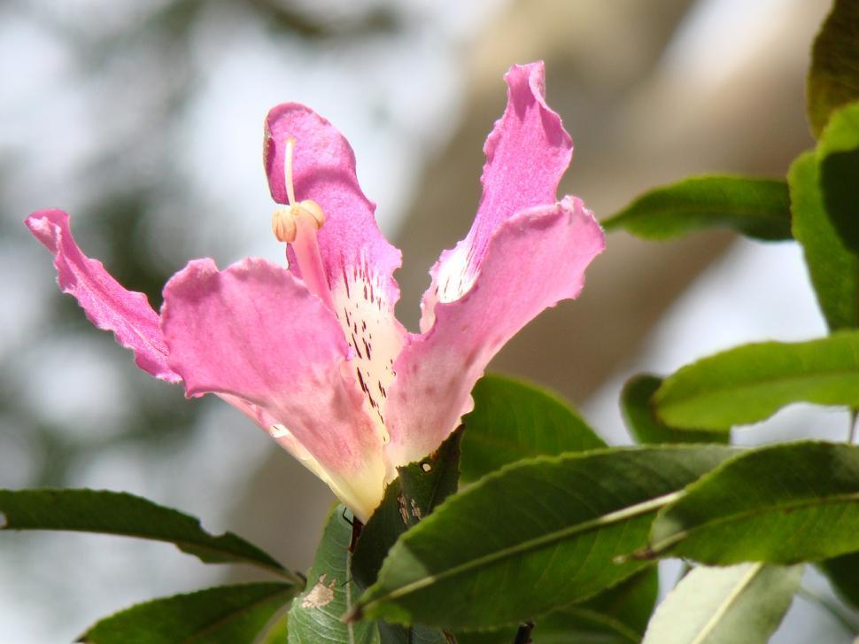 Free Stock Photo of Flower | Download Free Images and Free Illustrations