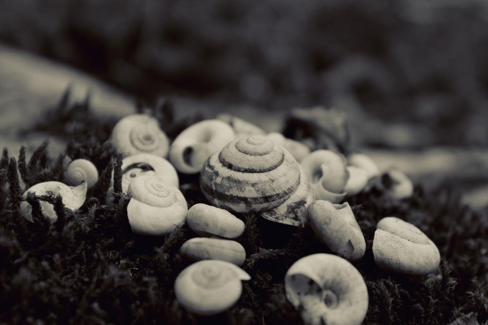 Graphic Snail Shells In Black And White Photograph By