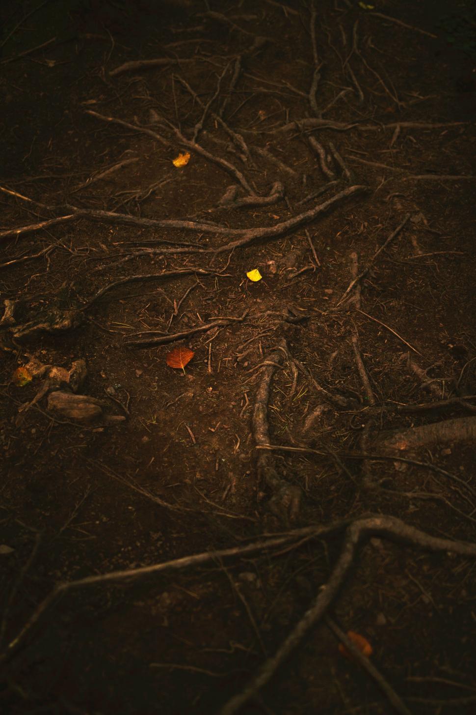 Free Stock Photo of Forest floor with intricate root patterns ...