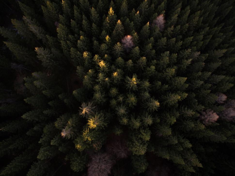 Free Stock Photo of Aerial view of dense evergreen forest | Download ...