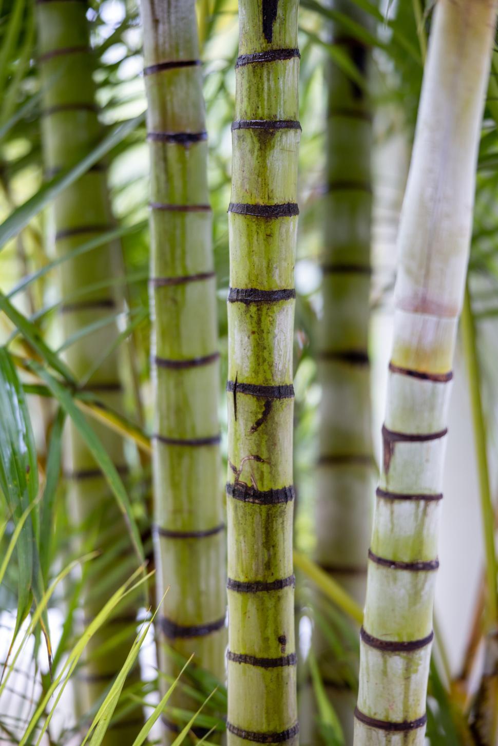 Free Stock Photo of Detailed image of tropical bamboo stems | Download ...