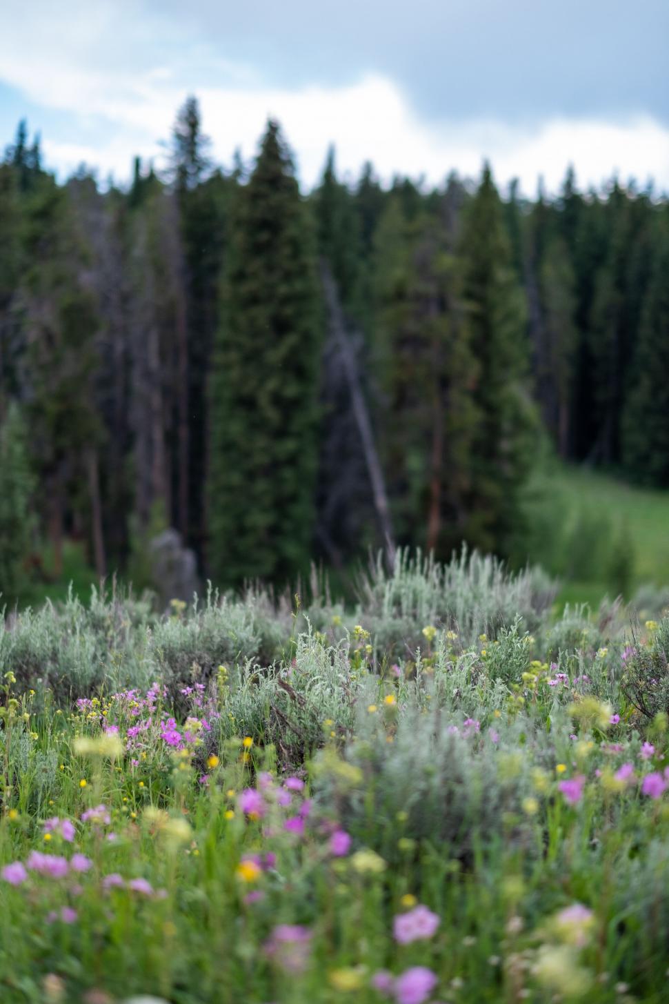 Free Stock Photo of Wildflower meadow with pine trees backdrop ...