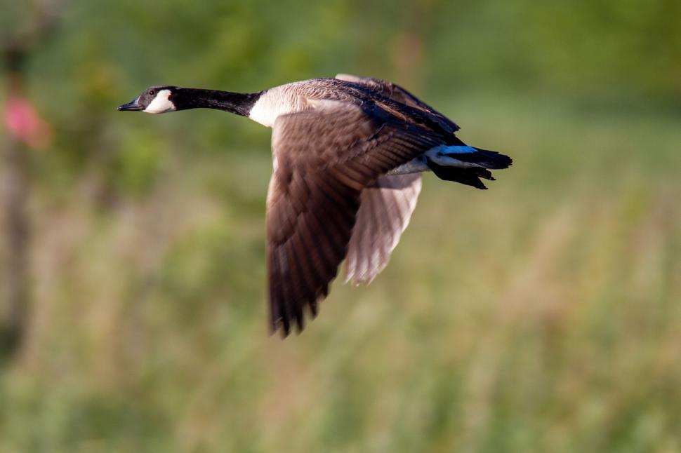 Free Stock Photo of Canada goose in mid-flight over green field ...