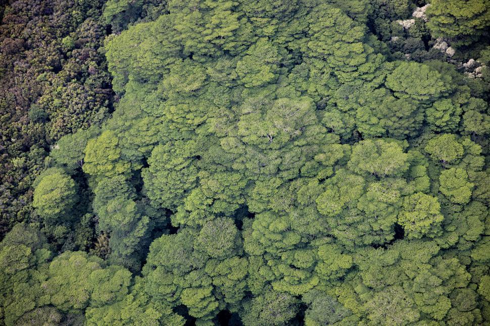 Free Stock Photo of Aerial view of dense green forest canopy | Download ...