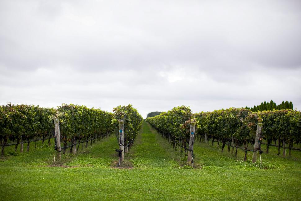 Free Stock Photo of Vineyard rows in a cloudy landscape | Download Free ...