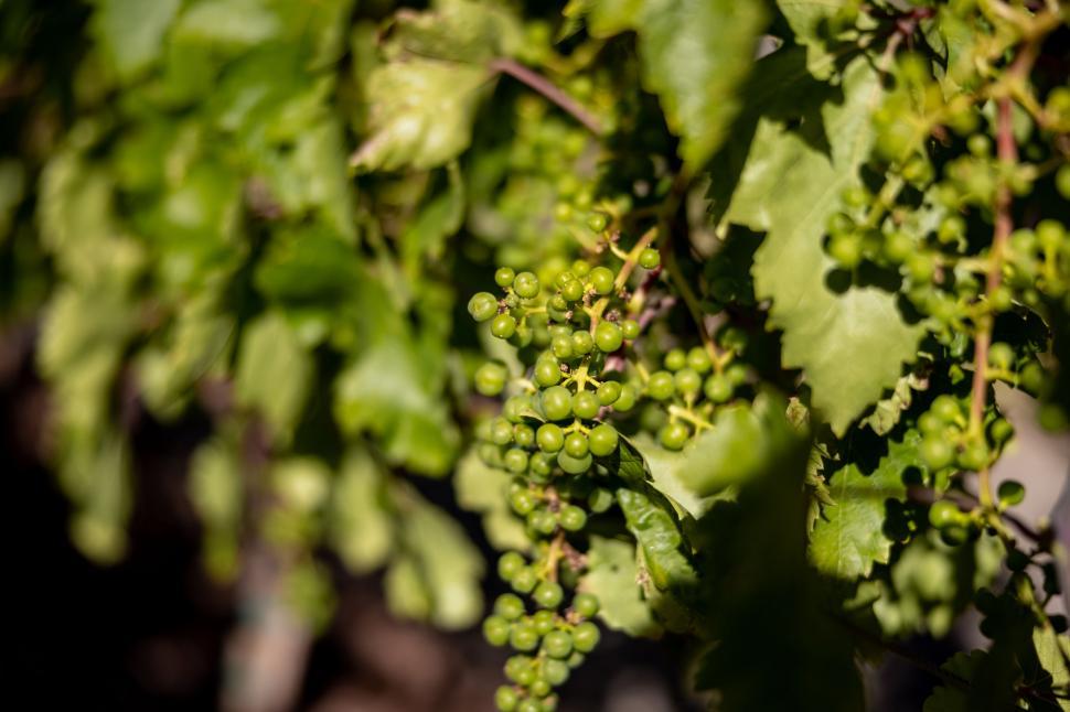 Free Stock Photo of Unripe grapes on a lush vine in sunlight | Download ...