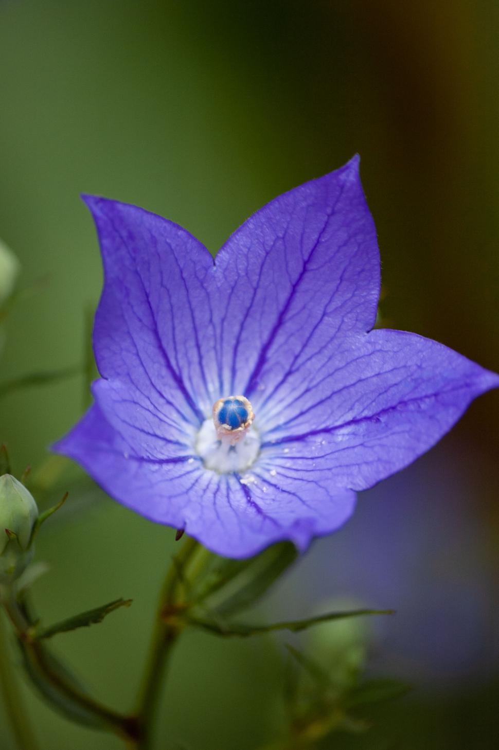 Free Stock Photo of Single blue flower with a detailed petal | Download ...