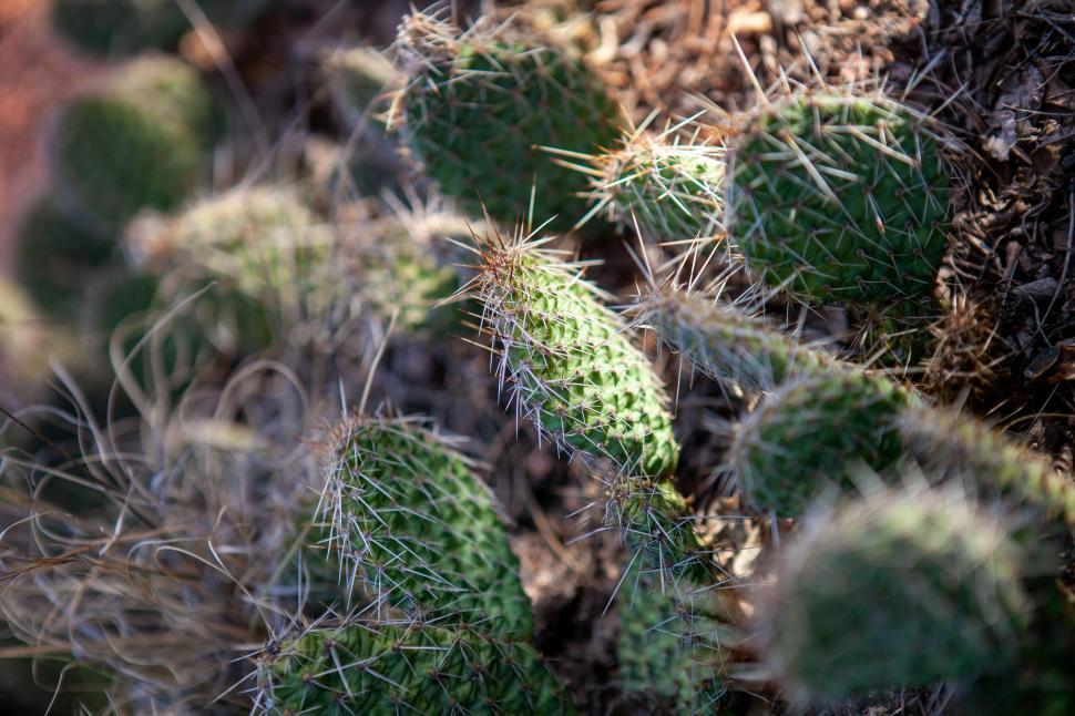 Free Stock Photo of Close-up of green cacti with sharp spines ...