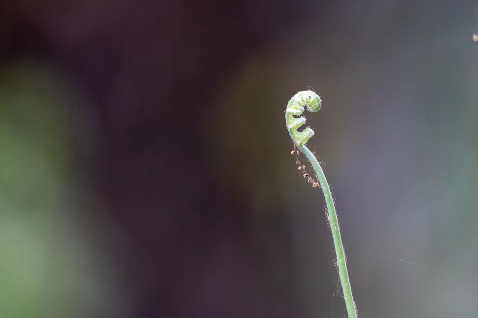Free Stock Photo of Delicate unfurling fern in nature | Download Free ...
